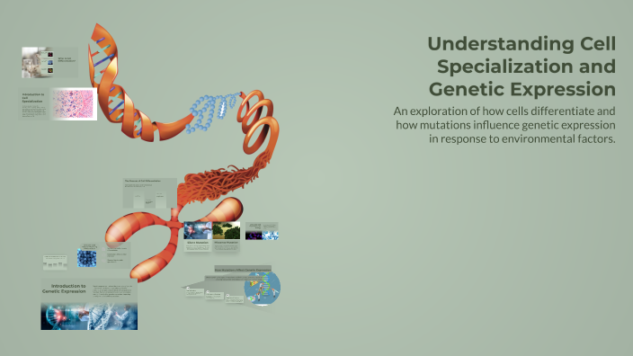 Understanding Cell Specialization and Genetic Expression by Karyn ...
