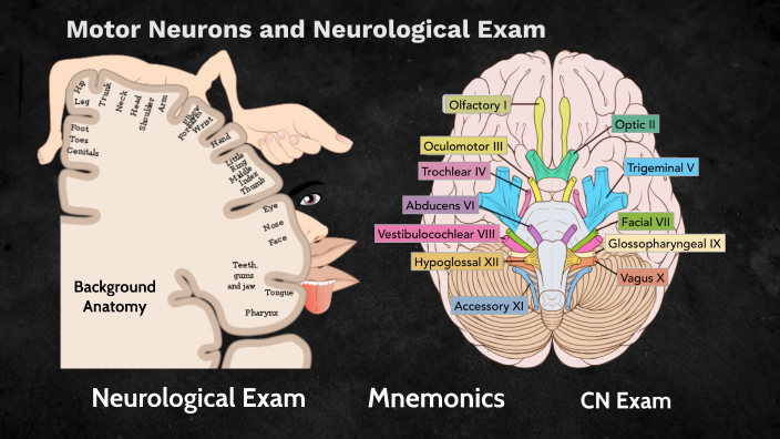 Motor Neurons and Neural Exam by Phillip Morrill on Prezi