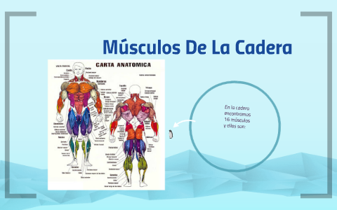 Musculos De La Cadera by LIna Magui sanchez arevalo on Prezi