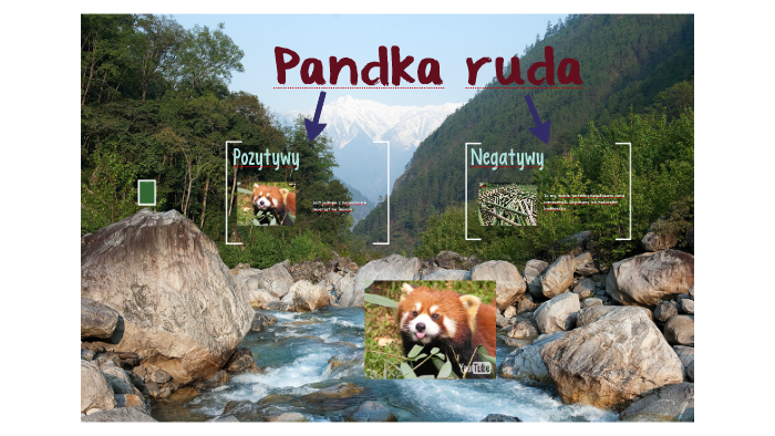 Pandka ruda by Adrianna Korzeniewska on Prezi