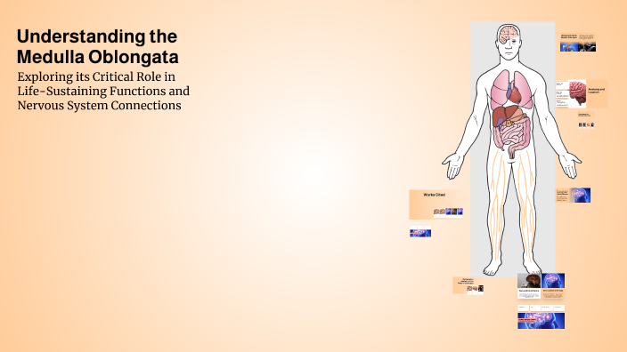 Understanding the Medulla Oblongata by Asia Johnson on Prezi