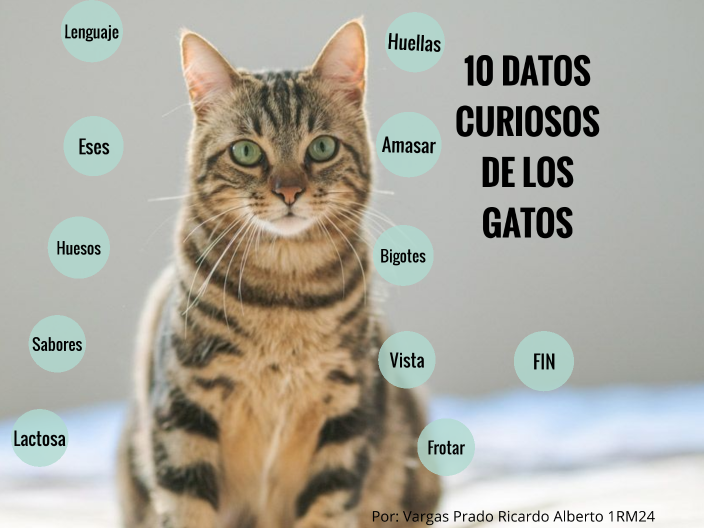 10 DATOS CURIOSOS DE LOS GATOS by Richie Vargas Prado on Prezi