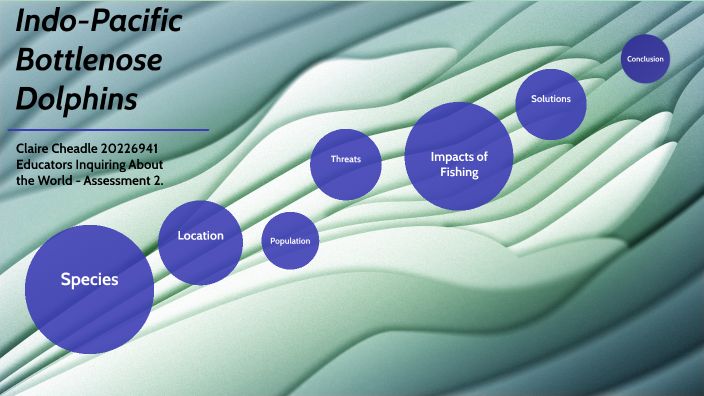 Indo-Pacific bottlenose dolphin by Claire Cheadle on Prezi