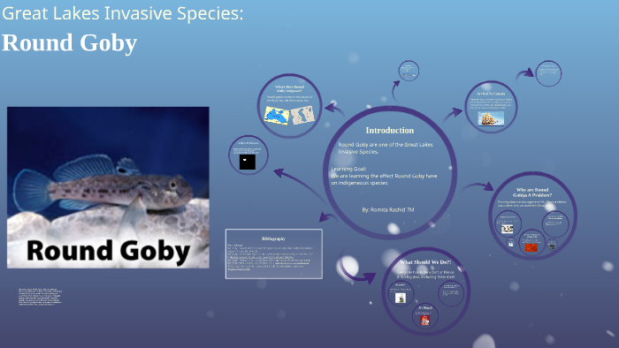 Great Lakes Invasive Species: Round Goby by Romita Rashid on Prezi