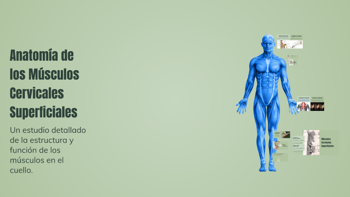 Anatomía de los Músculos Cervicales Superficiales by José Salvador ...