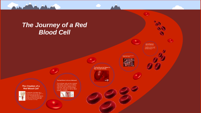 The Journey of a Red Blood Cell by Alexandra Vernon on Prezi