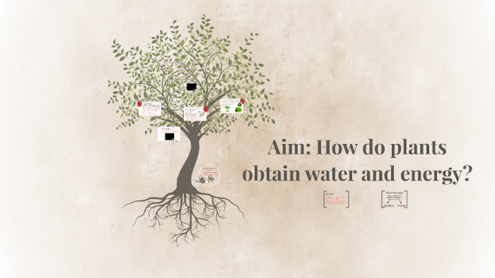 Aim: How do plants obtain water and energy? by Susan Samay on Prezi