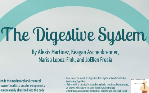 AP Biology Digestive System by Alexis Martinez on Prezi
