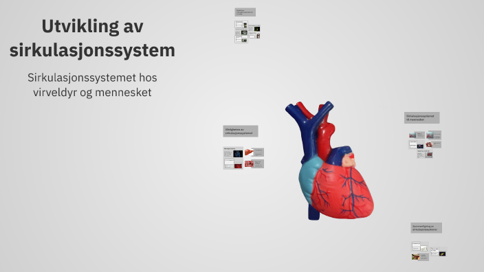 Utvikling av sirkulasjonssystem by Marilyn Long on Prezi