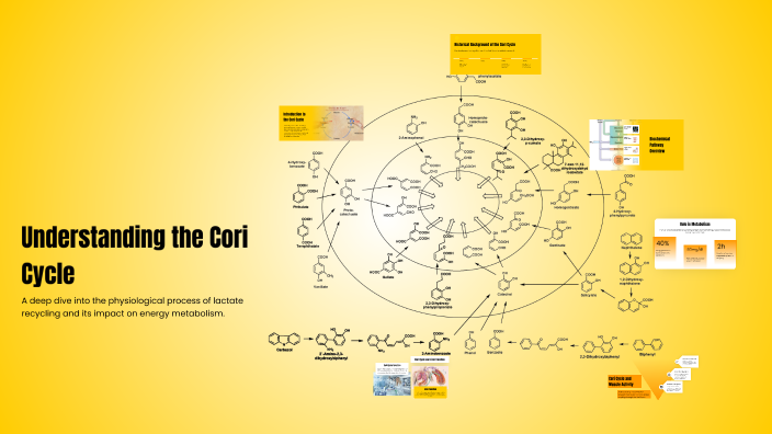 Understanding the Cori Cycle by Esra Khalifa on Prezi