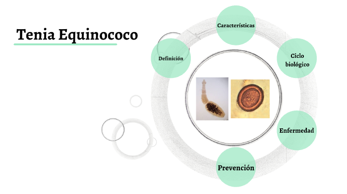 Tenia Equinococo by vale linares on Prezi