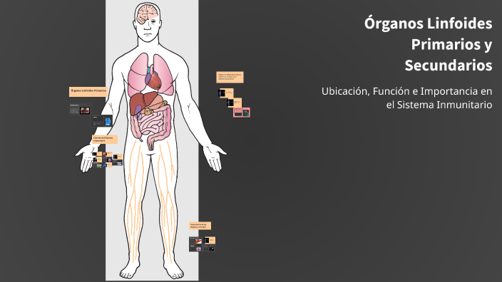 Órganos Linfoides Primarios y Secundarios by camila vargas ;v on Prezi