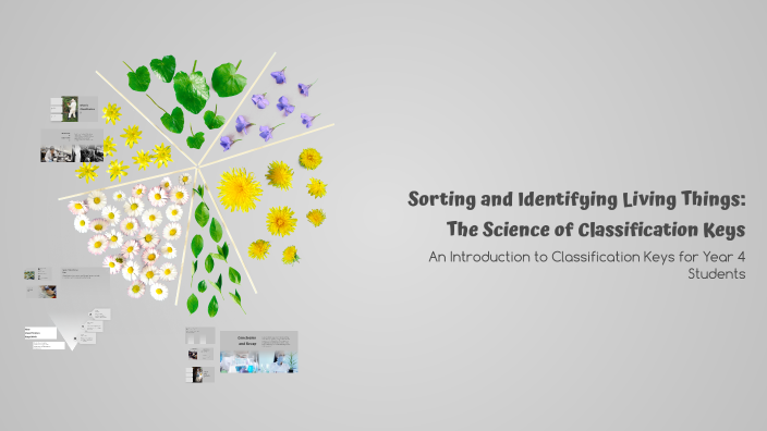 Sorting and Identifying Living Things: The Science of Classification ...