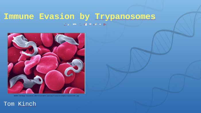 Immune Evasion by Trypanosomes by Tom Kinch on Prezi