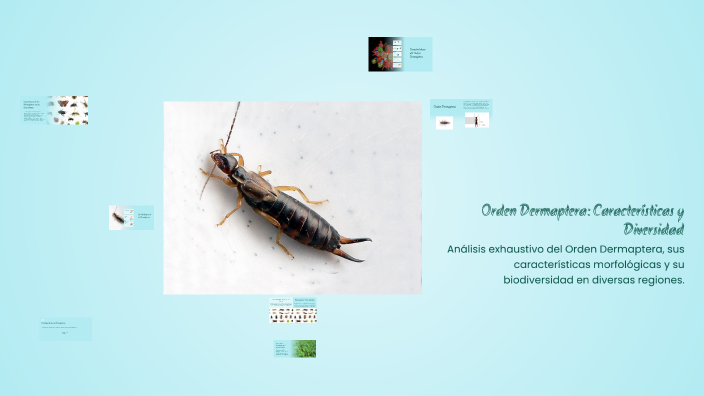 Orden Dermaptera: Características y Diversidad by katherine fajardo on ...
