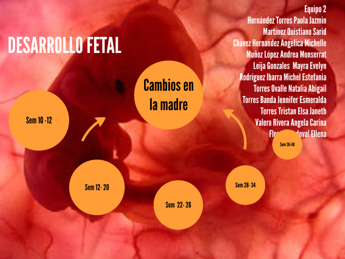 desarrollo fetal by Paola Hernandez on Prezi