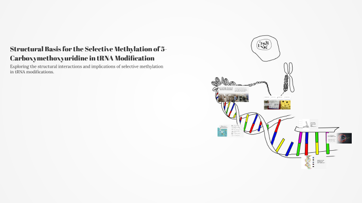 Structural Basis for the Selective Methylation of 5 ...