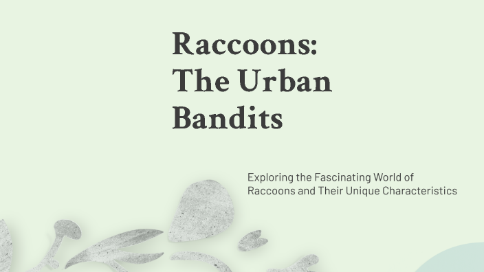 Raccoons: The Urban Bandits by Addelyn Ashworth on Prezi