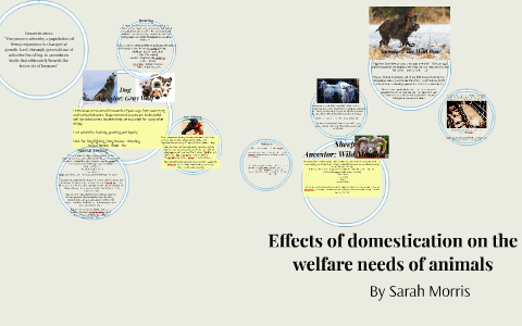 Effects of domestication on the welfare needs of animals by Sarah Marie ...