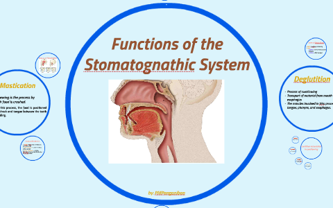 Functions of the Stomatognathic System by Panganiban Princess on Prezi