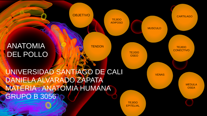 ANATOMIA DEL POLLO by Daniela Alvarado on Prezi