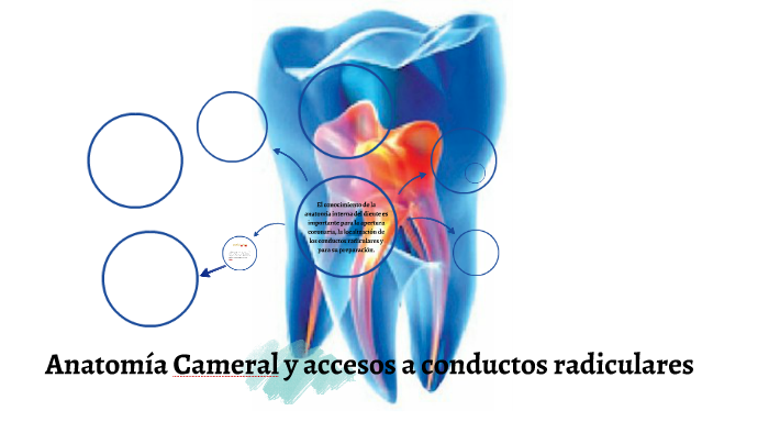 Anatomía Cameral y accesos al conducto radicular by melissa granillo on ...