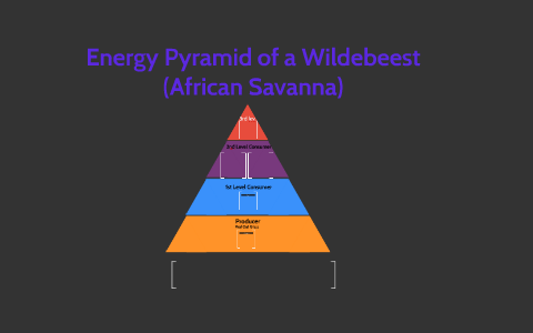Energy Pyramid of a Wildebeest (African Savanna) by gabby gepperth on Prezi
