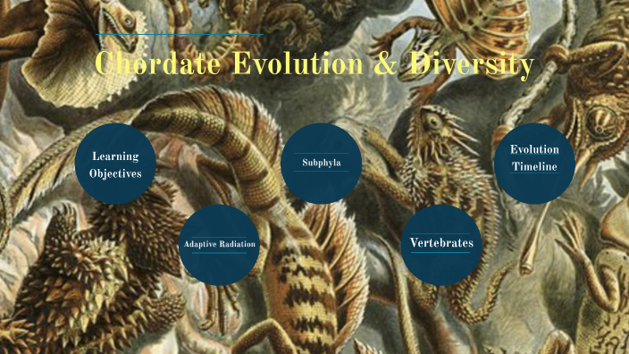 Chordate Evolution & Diversity by Katharine Higgins on Prezi
