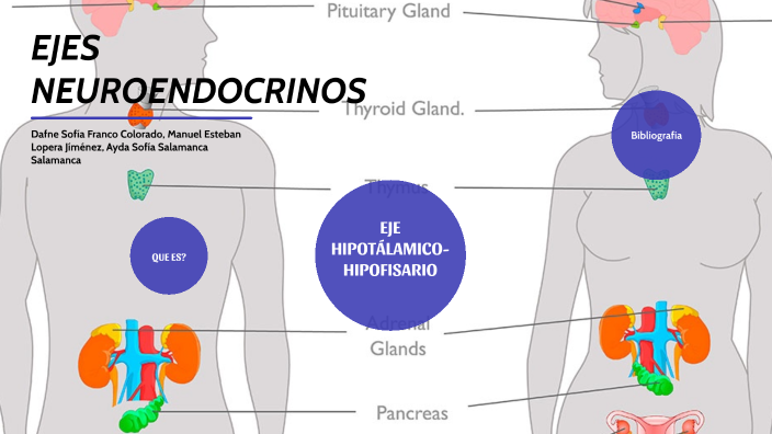 eje neuroendocrino by 9- Lopera Jimenez Manuel Esteban on Prezi