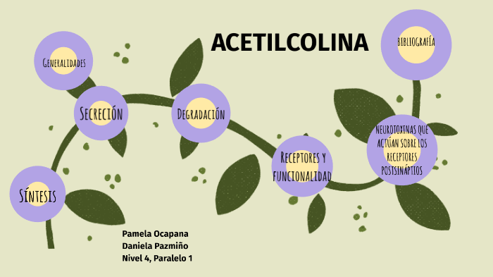 ACETILCOLINA by Pamela Ocapana on Prezi