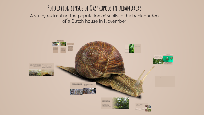 Understanding Gastropod Abundance in Urban Environments by Robin Klerk ...