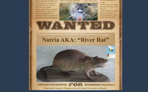 Nutria Wanted Poster by Chris Kelly on Prezi