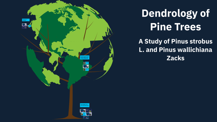 Dendrology of Pine Trees by luka jlantiashvili on Prezi