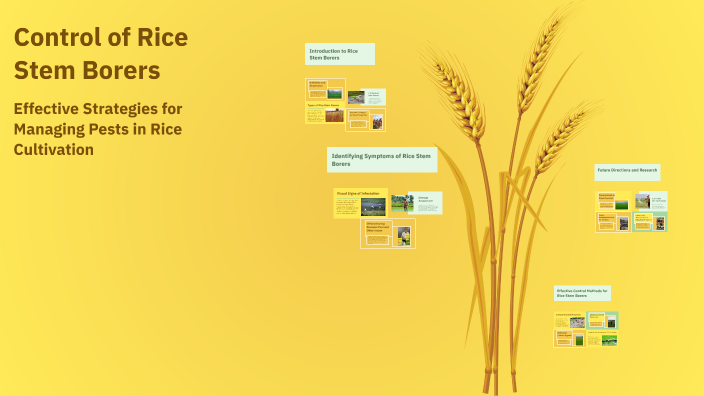 Control of Rice Stem Borers by Pm _ on Prezi