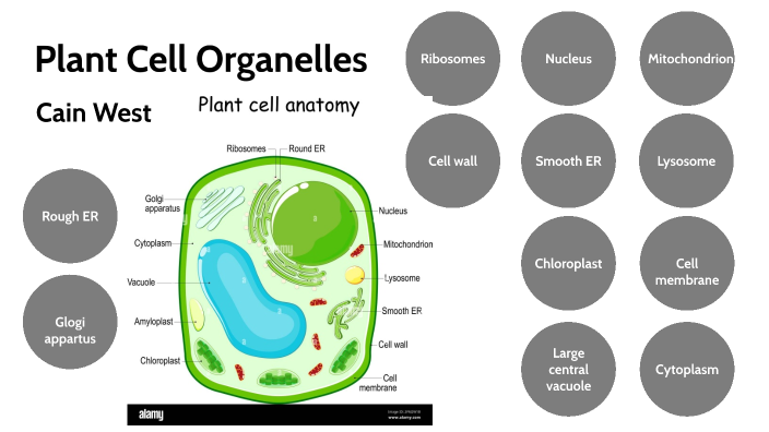 Plant Cell Organelles by Cain West on Prezi
