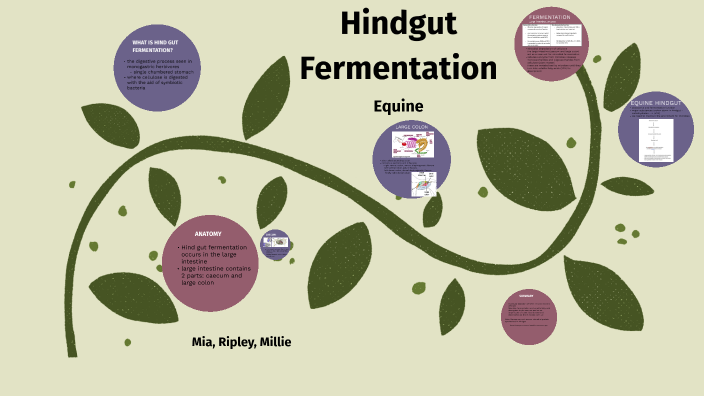 hindgut fermentation by mia parkes on Prezi