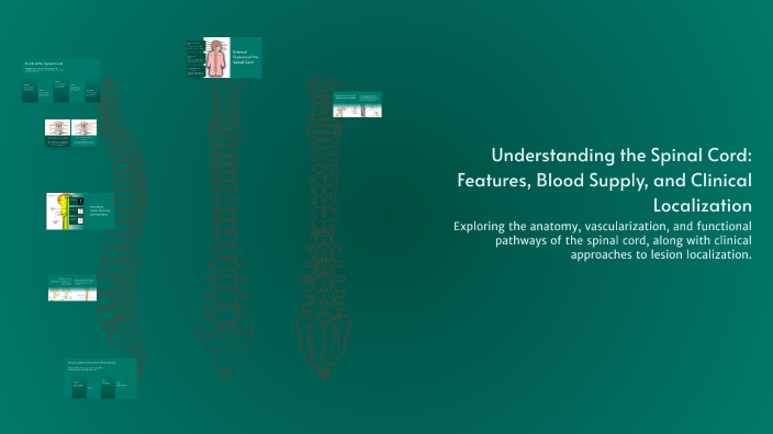 Understanding the Spinal Cord: Features, Blood Supply, and Clinical ...