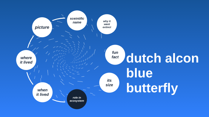 dutch alcon blue butterfly by julie dimitro on Prezi