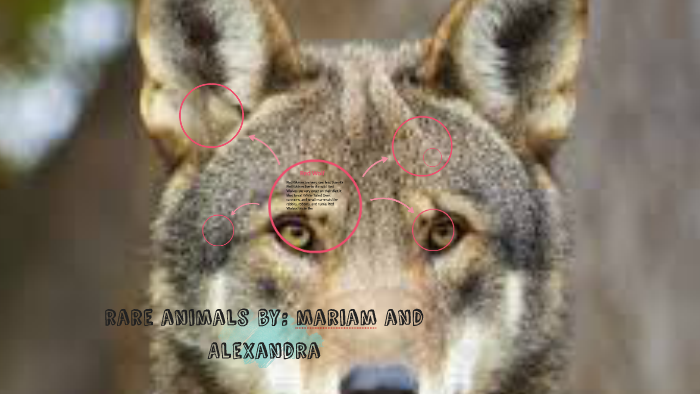 Rare Animals by: Mariam and Alexandra by mariam manuel on Prezi