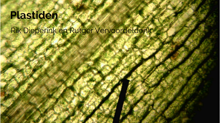 Plastiden by Rutger Vervoor on Prezi