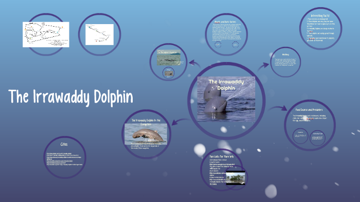 Dolphin Food Chain: Lesson For Kids Video Lesson Transcript, 59% OFF