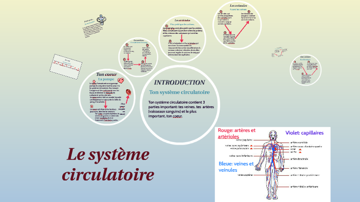 Le systeme circulatoire by Evelyn _123 on Prezi