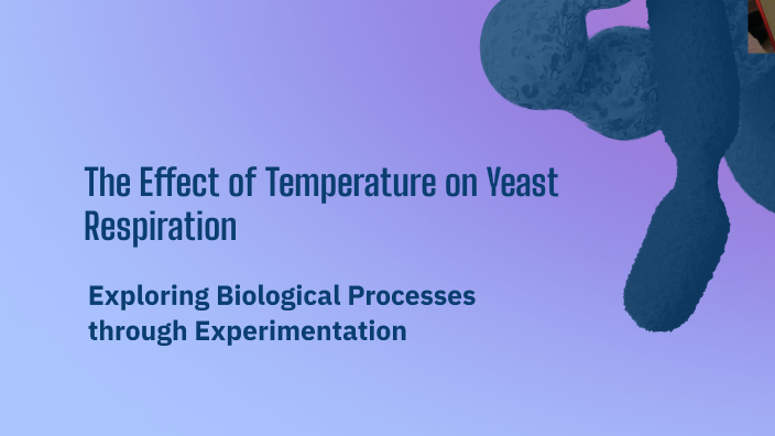 The Effect of Temperature on Yeast Respiration by Hyper Pyxl on Prezi