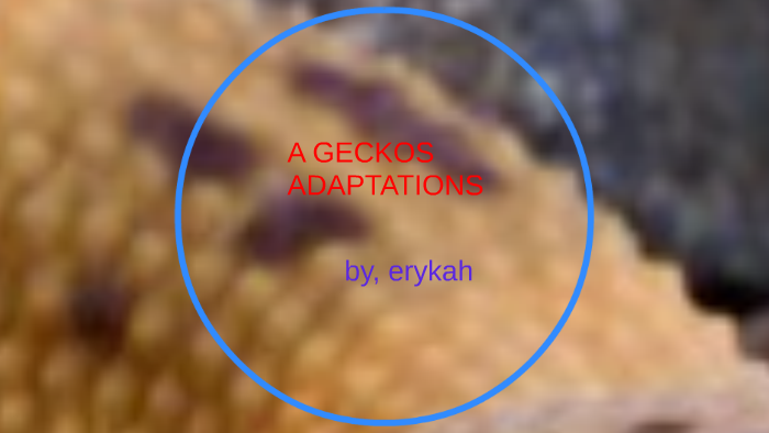 a Geckos adaptations by Erykah Bowles on Prezi