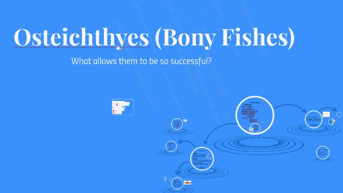 Osteichthyes (Bony Fishes) by Mikayla Neeb on Prezi