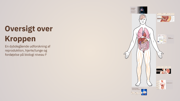 Oversigt over Kroppen by Maria Frandsen on Prezi