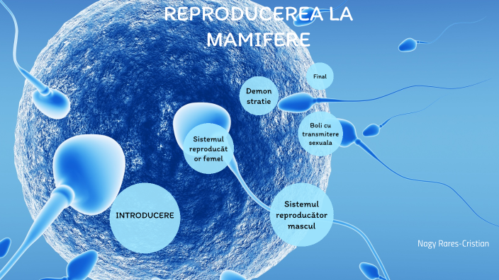 "Reproducerea la mamifere" by Blu on Prezi