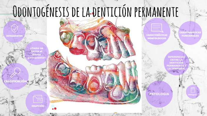 Odontogénesis by Biologia Celular on Prezi