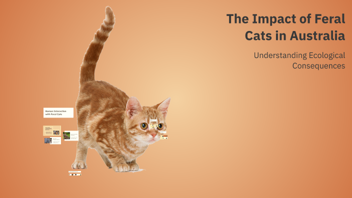 The Impact of Feral Cats in Australia by Jacob Reynolds on Prezi