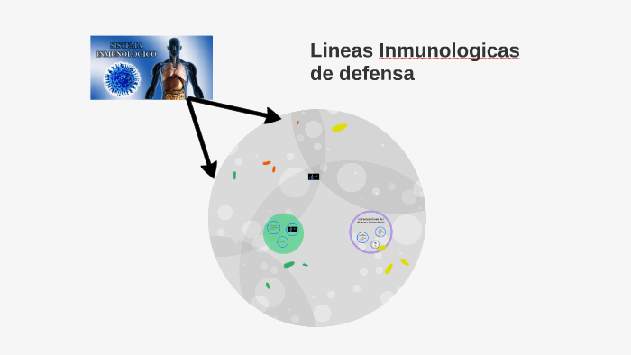 Lineas Inmunologicas de defensa by Arely Casa on Prezi